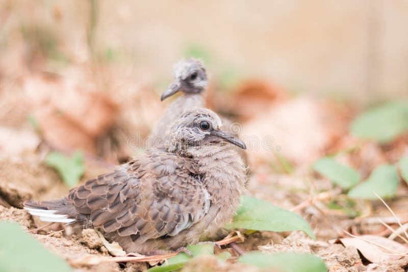 Baby Spotted Doves on the Ground Stock Image - Image of plumage ...