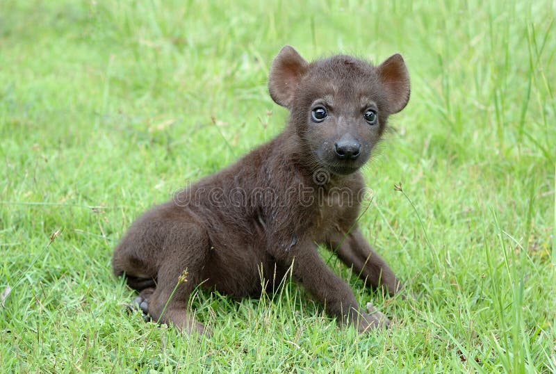 Baby spotted hyena stock image. Image of africa, hyaenidae - 14196097