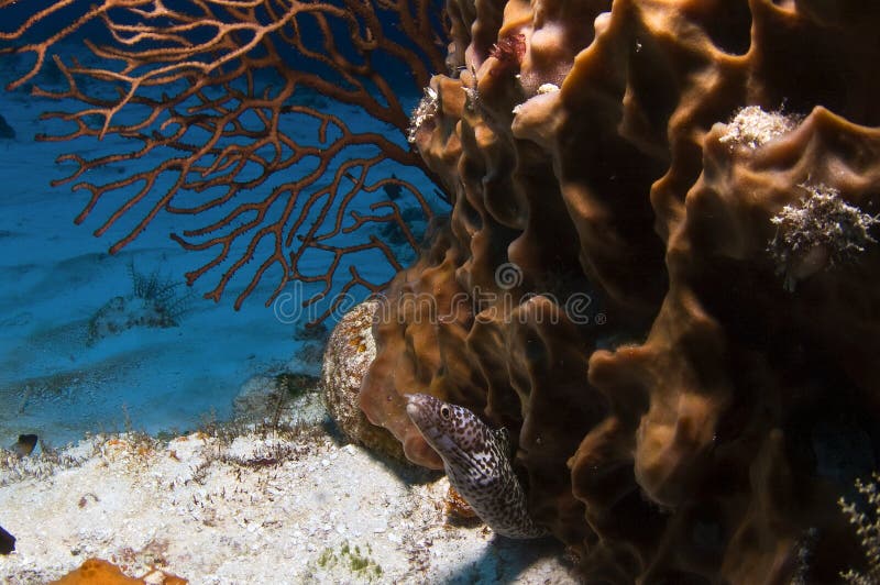 Baby Moray Eel Swims Away in Shallow Water Stock Photo - Image of ...