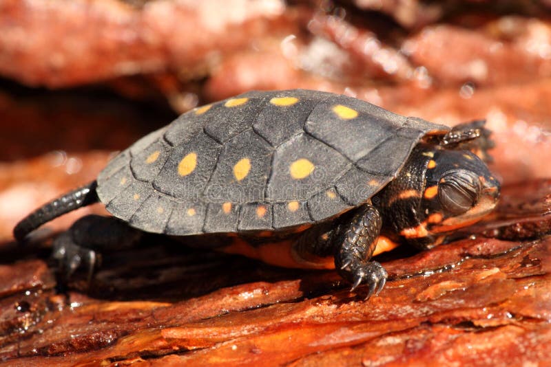 Musk turtle stock image. Image of wildlife, walking, carnivore - 15863903