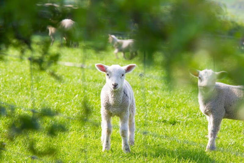 Spring lambs stock photo. Image of lambs, farmers, agriculture - 24118248