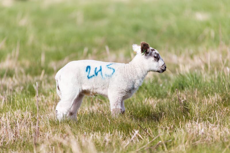 Baby Spring Lambs Enjoying the Spring Sunshine in the Suffolk ...
