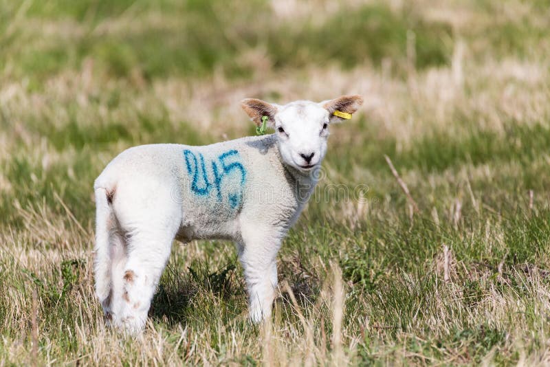 Baby Spring Lambs Enjoying the Spring Sunshine in the Suffolk ...