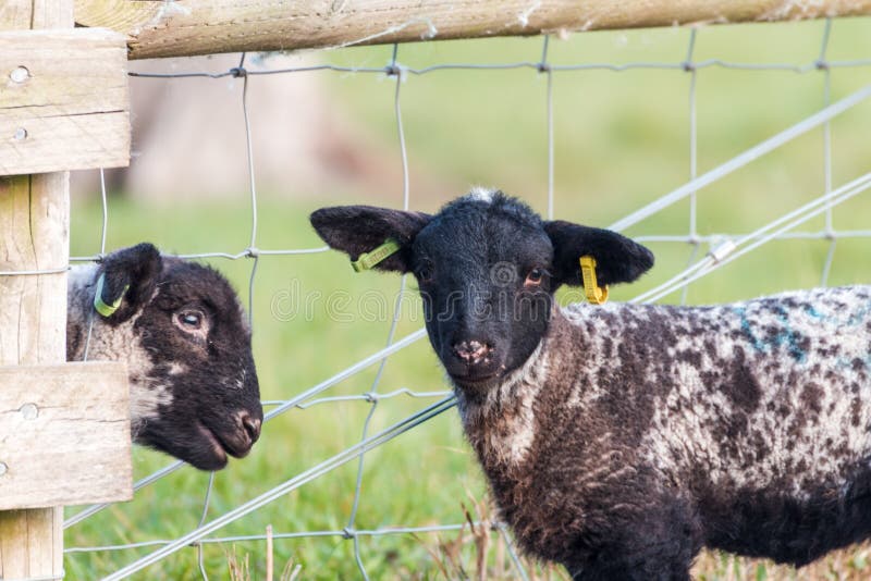 Baby Spring Lambs Enjoying the Spring Sunshine in the Suffolk ...