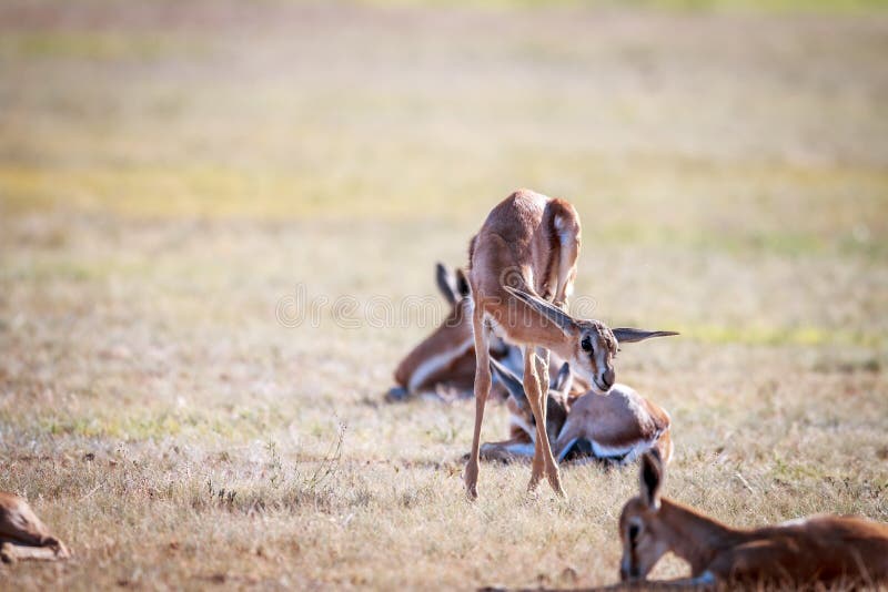 Baby Springbuck, Der Hinter Seiner Mutter Im Regen Steht Stockfoto ...