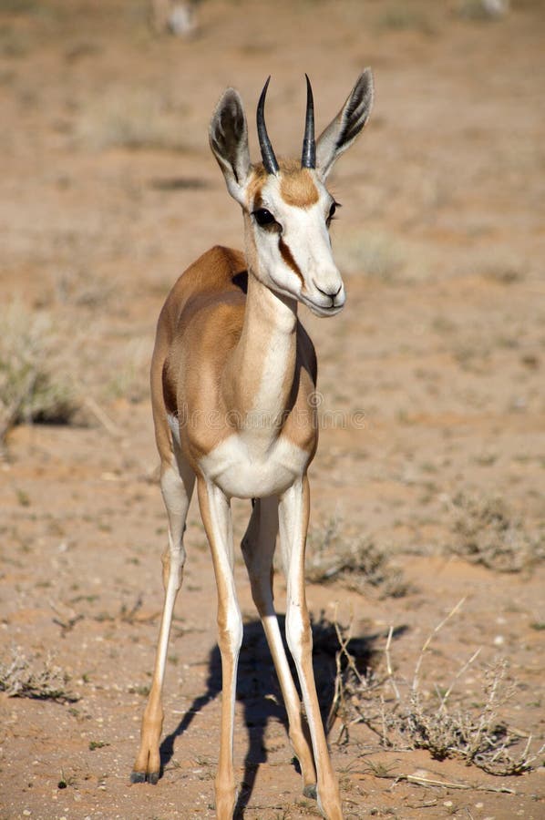 Baby Springbok stock image. Image of reserve, male, ecology - 32879291