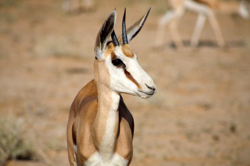 Baby Springbok stock image. Image of bush, fauna, male - 34972539