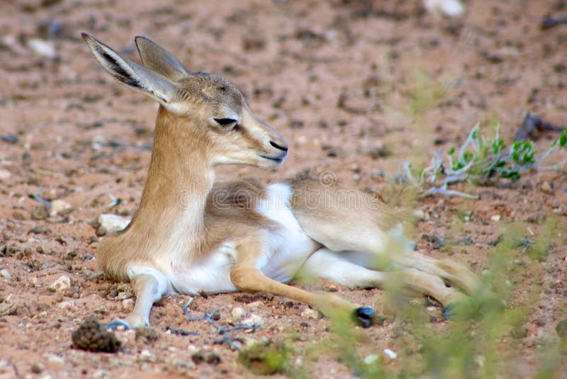 Baby Springbok stock image. Image of portrait, male, ecology - 32879291