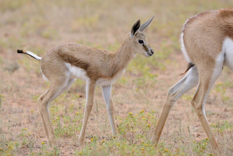 Baby Springbuck, Der Hinter Seiner Mutter Im Regen Steht Stockfoto ...