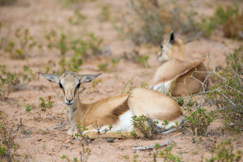 210 Baby Springbok Stock Photos - Free & Royalty-Free Stock Photos from ...
