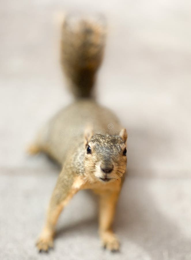 Squirrel in head wind stock photo. Image of paint, nature - 24373408
