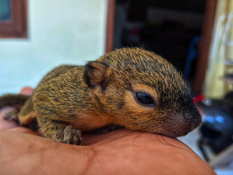 Baby Squirrel Morning Wake Up Stock Image - Image of squirrel, morning ...