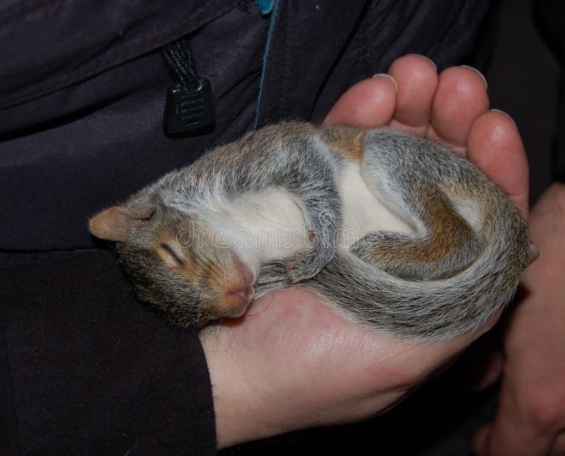 Baby squirrel napping stock image. Image of gentle, rescue - 34971539