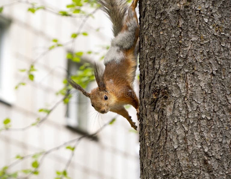 A Baby Squirrel Runs Down a Tree Trunk. Forest Spring Background with ...
