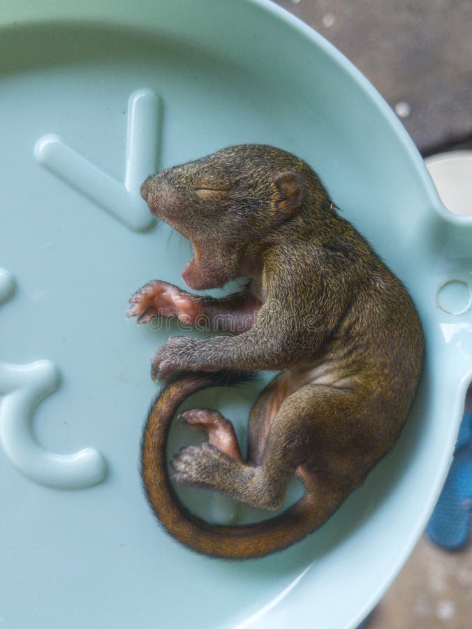 A Baby Squirrel is Sleeping. Top View Stock Image - Image of amphibian ...