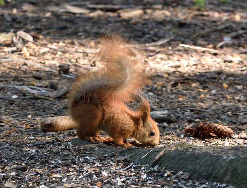 Baby Squirrel Sniffing the Ground Stock Photo - Image of branch ...