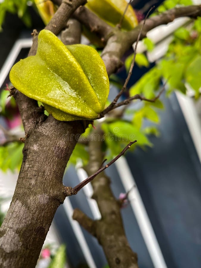 Baby Star Fruit Grows on the Trunk Stock Image - Image of branch ...