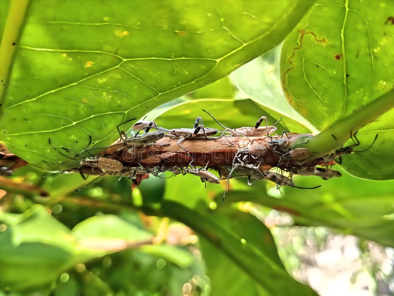 Baby Starfruit Insects on a Water Guava Tree Stock Photo - Image of ...