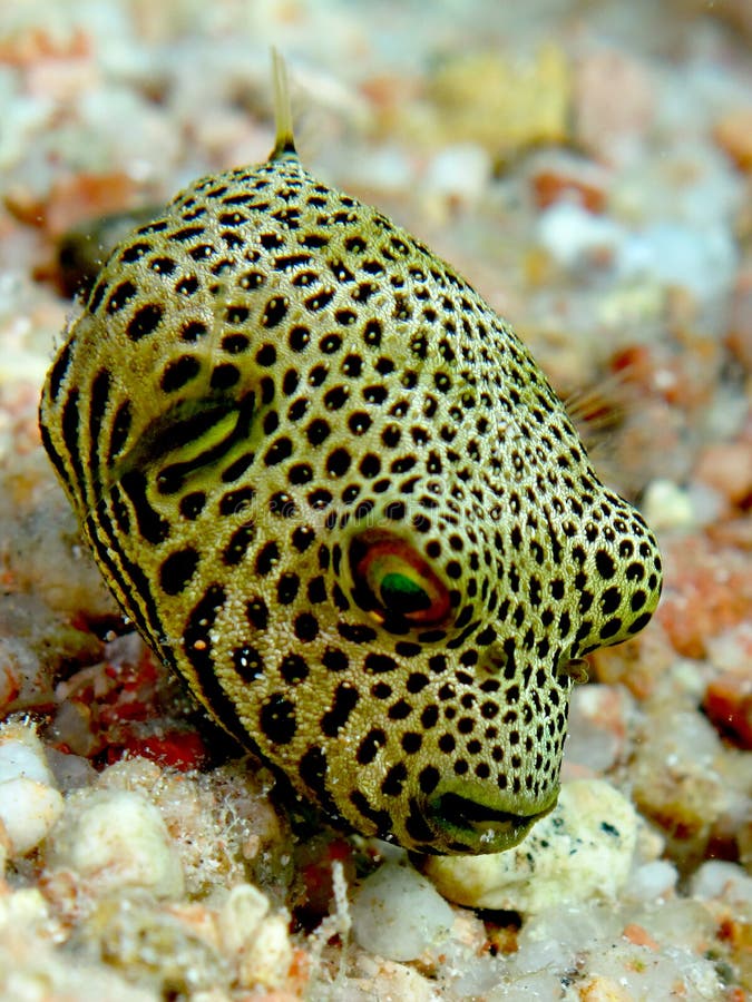 Giant Pufferfish stock image. Image of scuba, natural - 15042255