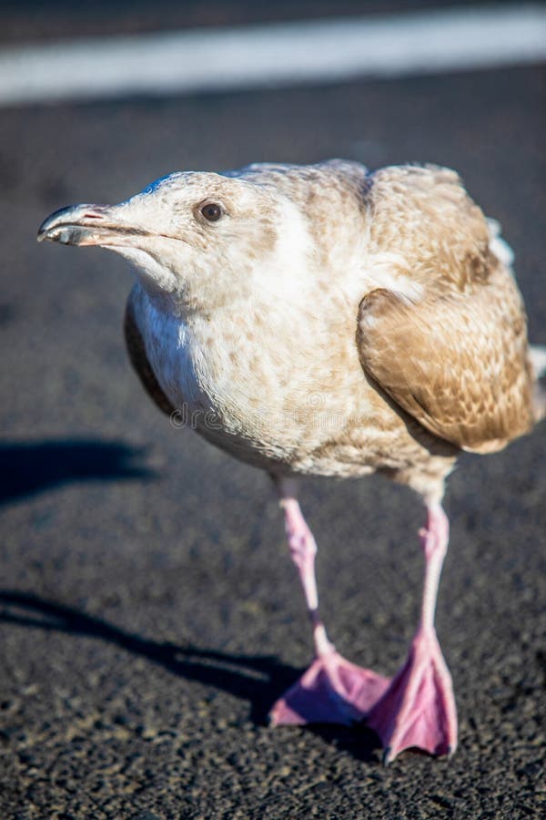 Baby Steps - Close-up of Seagull Walking Stock Image - Image of gull ...