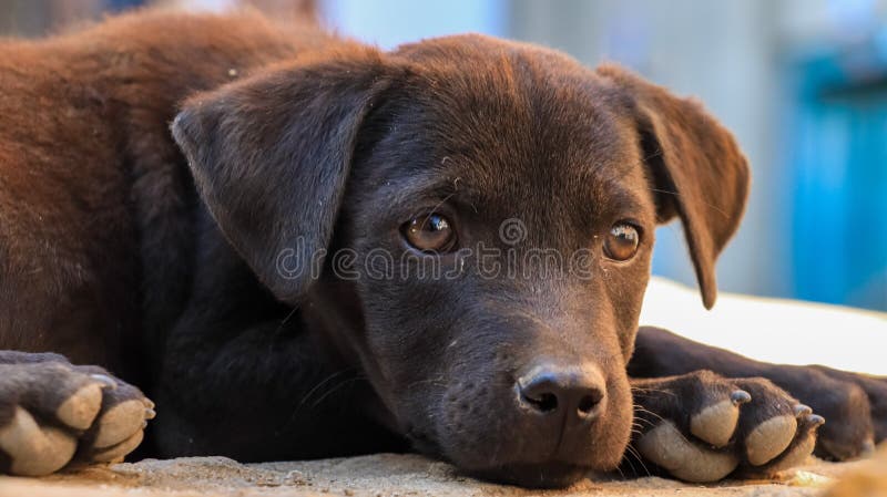 Baby stray dog stock photo. Image of young, print, friend - 130168128