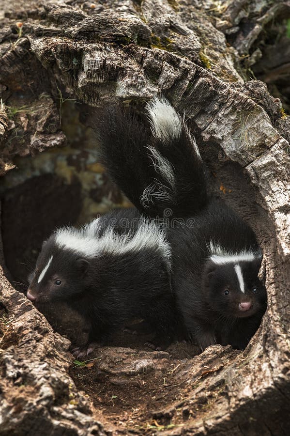 278 Skunks Photos - Free & Royalty-Free Stock Photos from Dreamstime