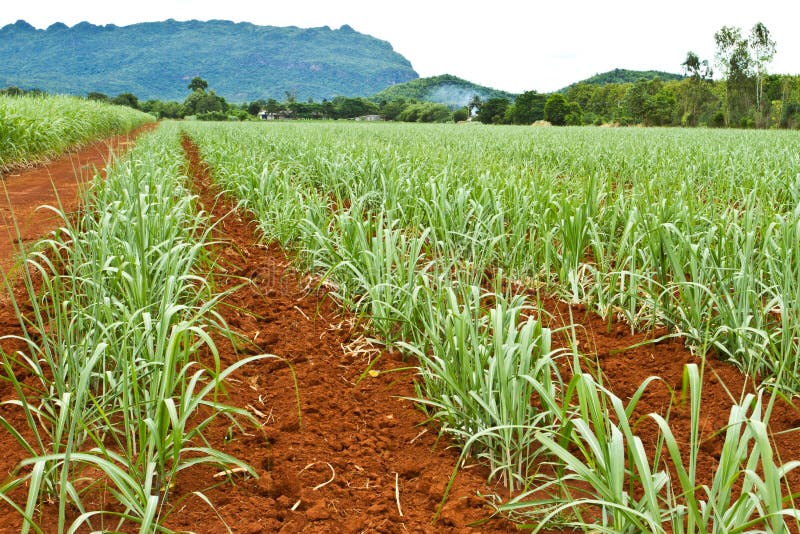 Sugarcane Farm