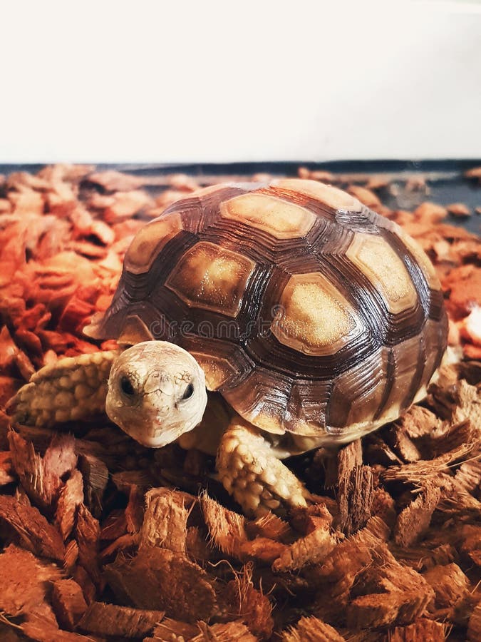 Baby Sulcata stock photo. Image of tortoise, turtle - 264716212