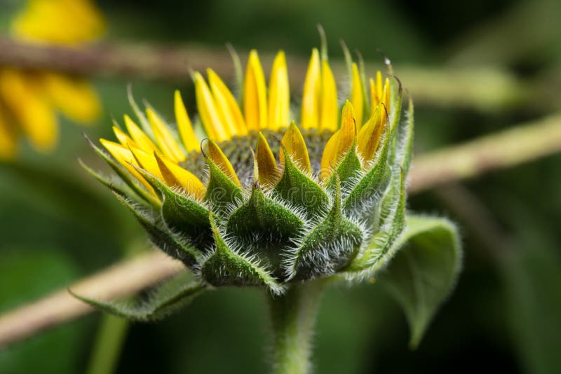 Baby Sunflower stock photo. Image of children, feet, hawaii - 2200820