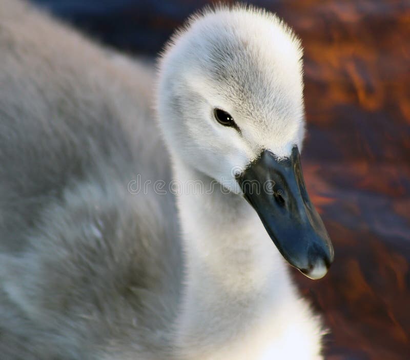 Baby Swan stock photo. Image of feathers, beak, young - 25177542