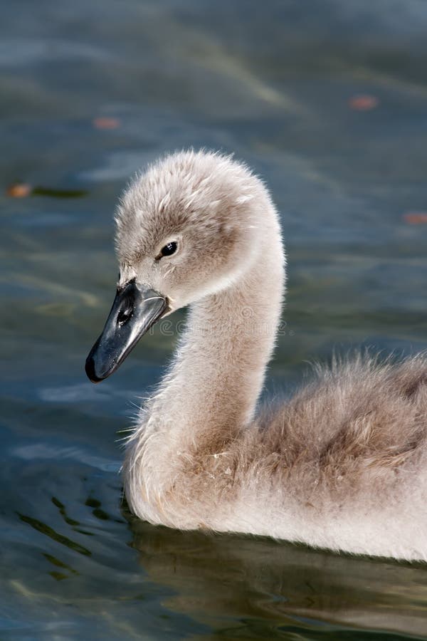 Baby swan stock photo. Image of lake, bird, nature, duckling - 25911882