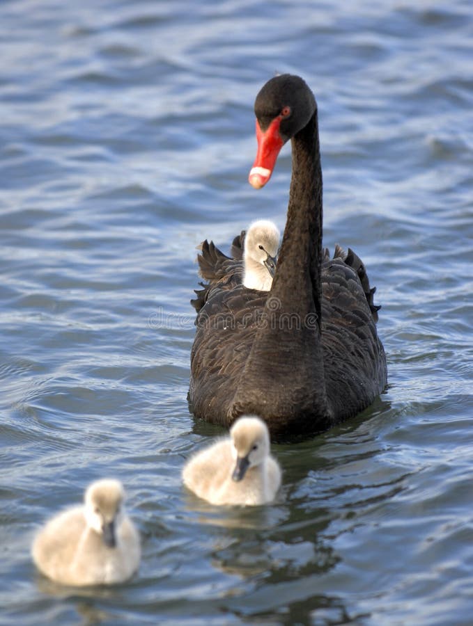 Baby swan chick 01 stock photo. Image of black, swan, ride - 3011404