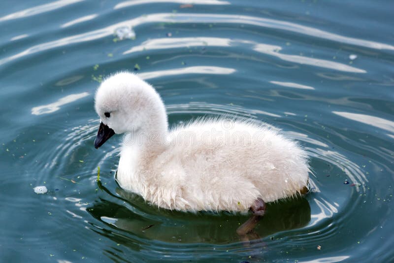 Baby swan stock image. Image of wave, young, water, birth - 43195145