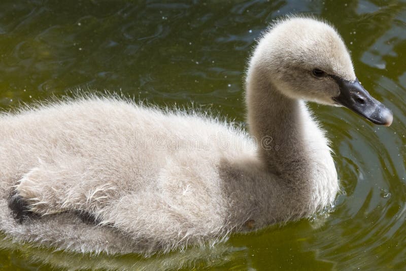Baby Swan stock photo. Image of natural, grey, bird - 121958748