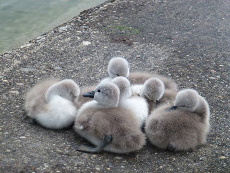 Baby swans stock image. Image of duckling, children, card - 35976793