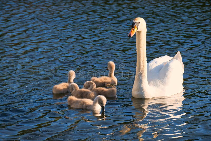 Baby Swans Swimming in the Corrib River Stock Photo - Image of animal ...