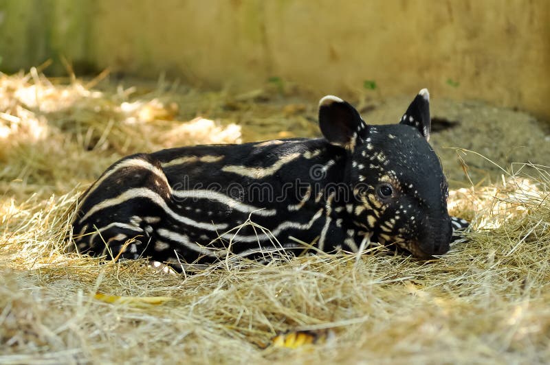 Baby tapir stock photo. Image of baby, wild, strange - 29260988