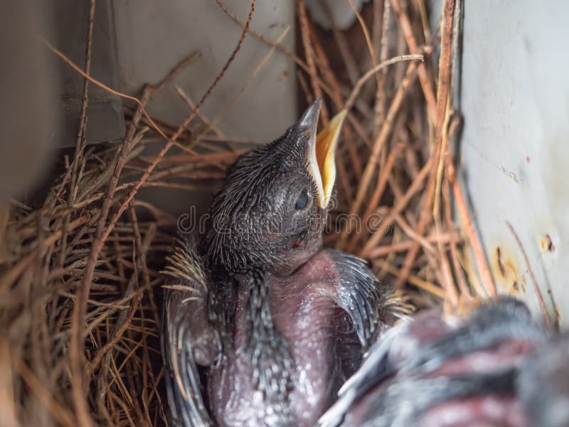 Baby-Tauben-Nest Im Lastsplattenkasten Stockfoto - Bild von nestling ...