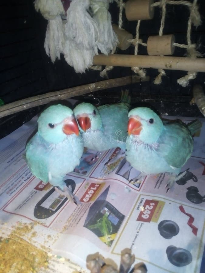 3 Baby Teal Blue Ringnecks All from Same Clutch 编辑类库存照片 - 图片 包括有 蓝色, 婴孩 ...