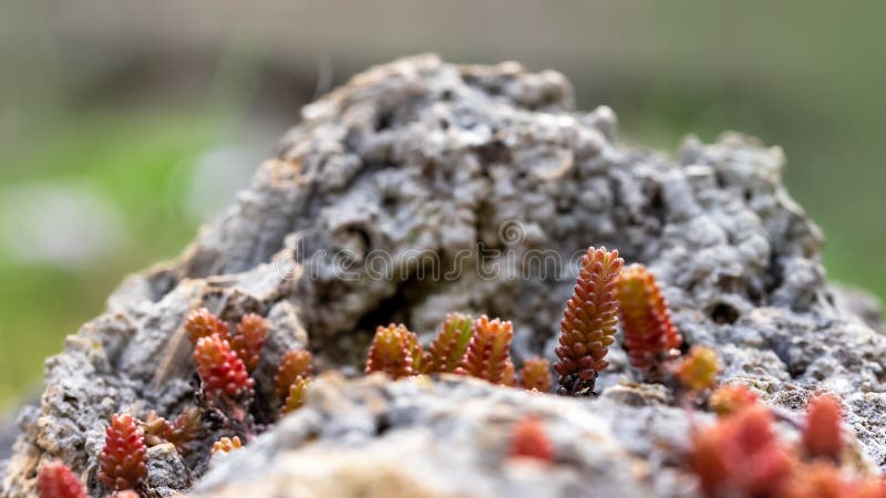 Baby Tears Plant Growth on Rock Surface Foto de Stock - Imagem de macro ...
