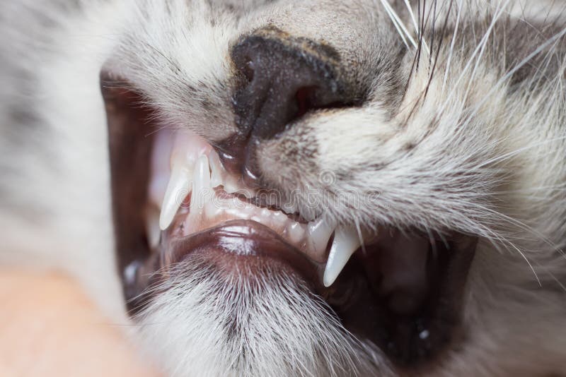 Baby Teeth in a Small Kitten. Dentistry for Cats, Close-up. Stock Image ...