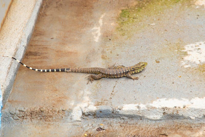 A Baby Tegu in the Backyard. Stock Photo - Image of exotic, strong ...