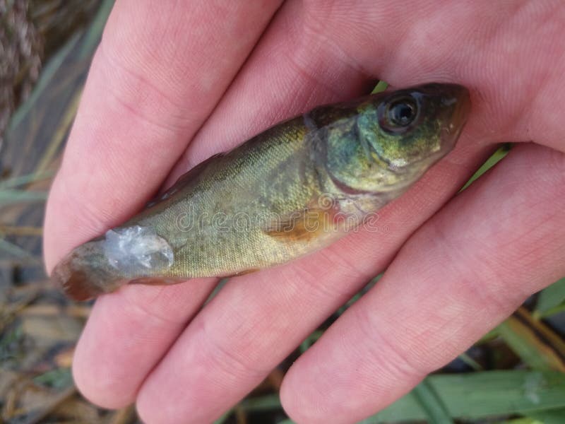 Baby Tench on the Hand, Tinca Tinca in Palm Stock Photo - Image of ...