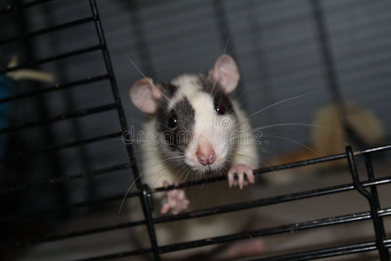 Baby Thor stock photo. Image of thor, cute, baby - 161229760