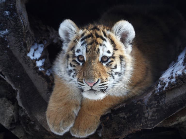 Baby tiger stock photo. Image of snow, look, nature, wildlife - 3922662