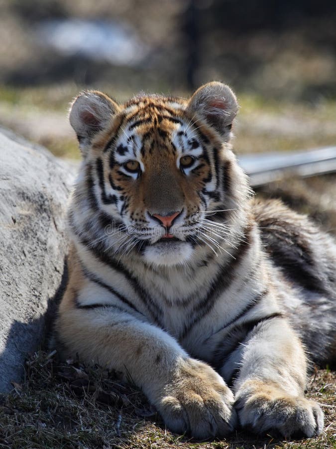Baby tiger stock photo. Image of snow, look, nature, wildlife - 3922662