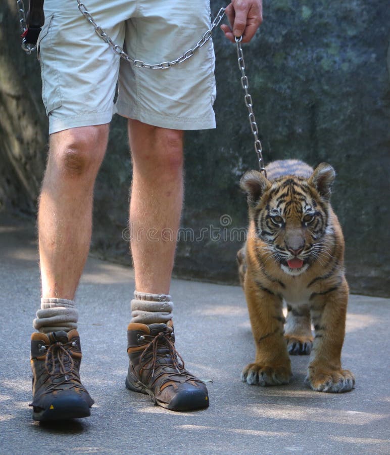 Baby Tiger and Handler stock photo. Image of handler - 110032240