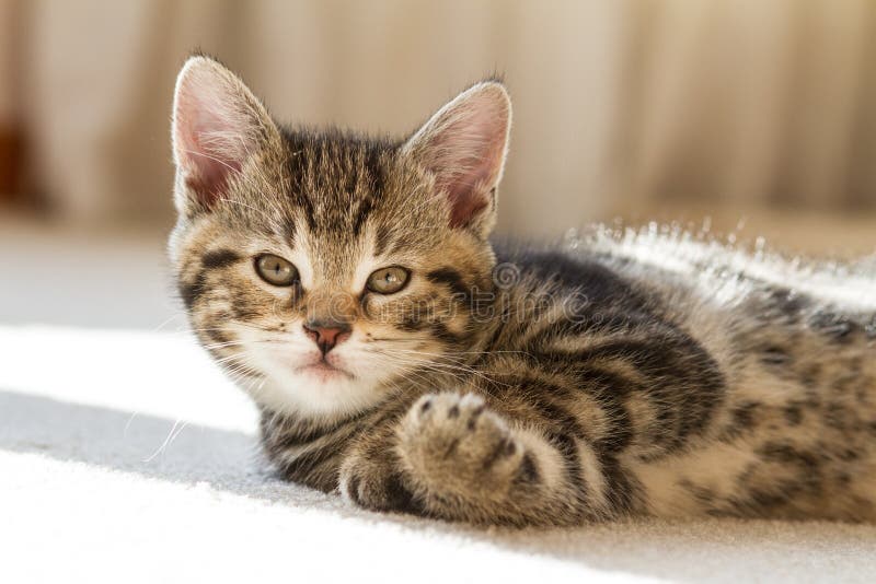 Baby Tiger Looking Kitten stock image. Image of breed - 52682349
