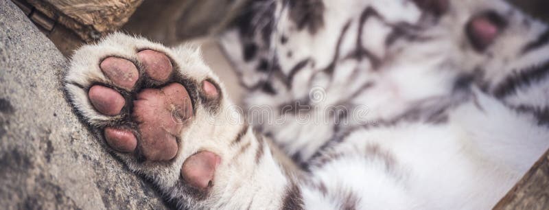 Baby Tiger Lying on Grass Playing with People. Stock Image - Image of ...