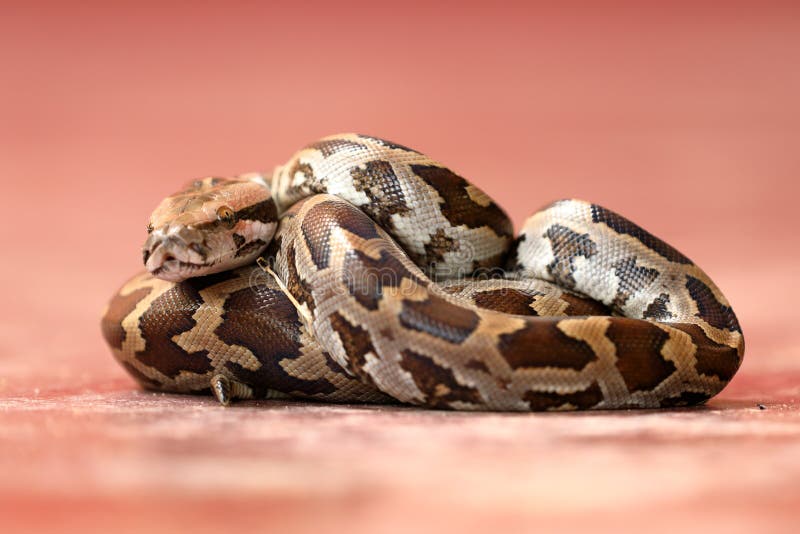 Baby Tiger Python in Sri Lanka Stock Image - Image of bangle, tiger ...
